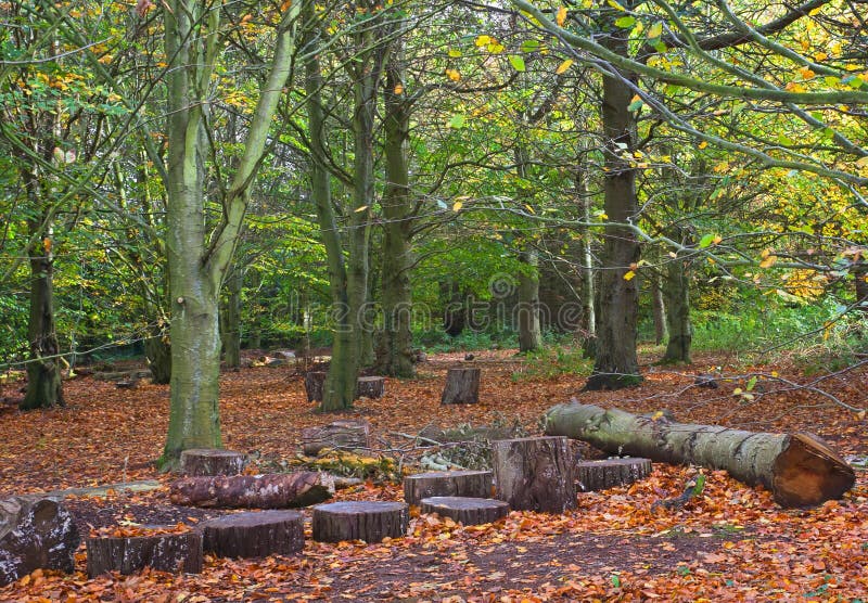 Het hout van de beuk stock afbeelding. Image of karbonade - 600421