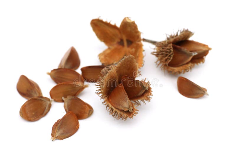 Beukenootje stock foto. Image of beukenootje, najaar - 24168436