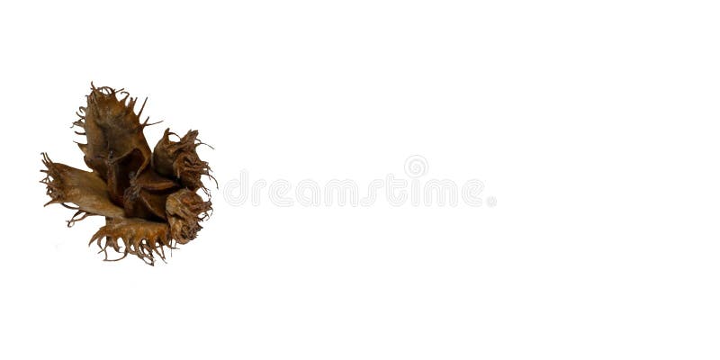 Beukenootje stock foto. Image of zaden, zaad, bruin, vrucht - 77915590