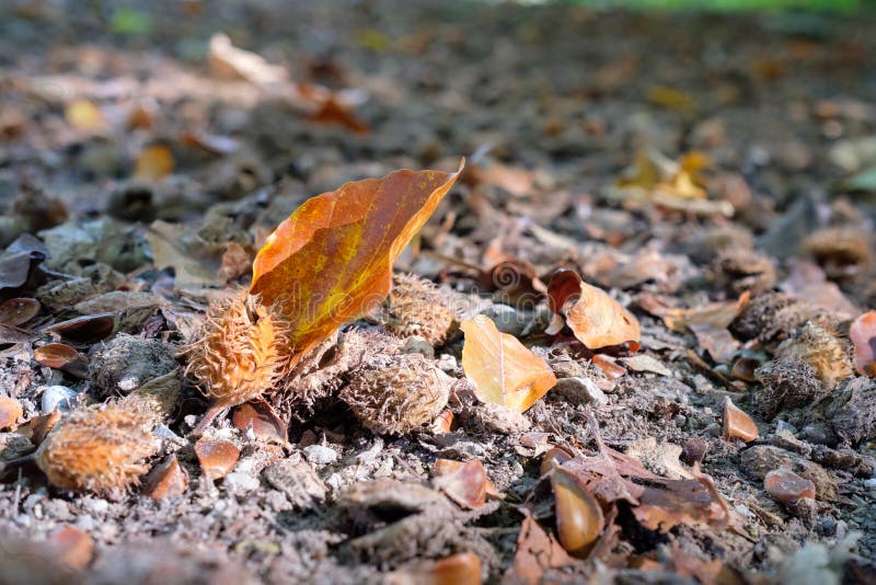 Beukenootje En Geel Blad in De Herfst Stock Foto - Image of beuk ...
