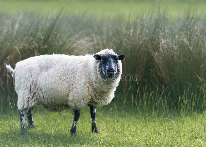 Beulah Speckled Face Lamb in Een Grass Field Op Een Boerderij Stock ...