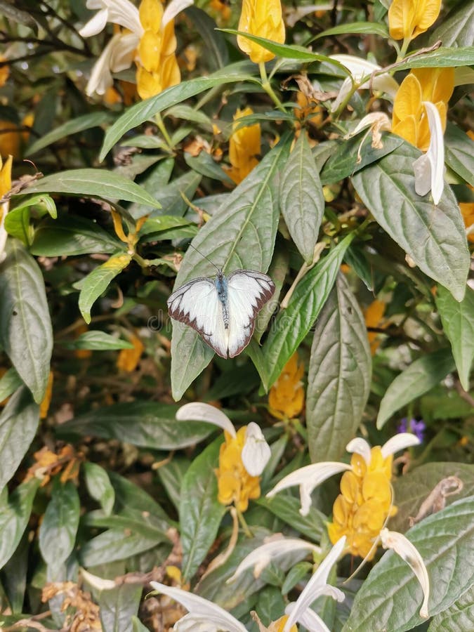 Beurre qui ne vole pas photo stock. Image du centrale - 236458240