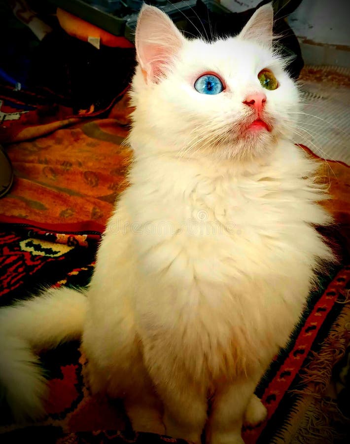 Apeet Stock Photos - Free & Royalty-Free Stock Photos from Dreamstime