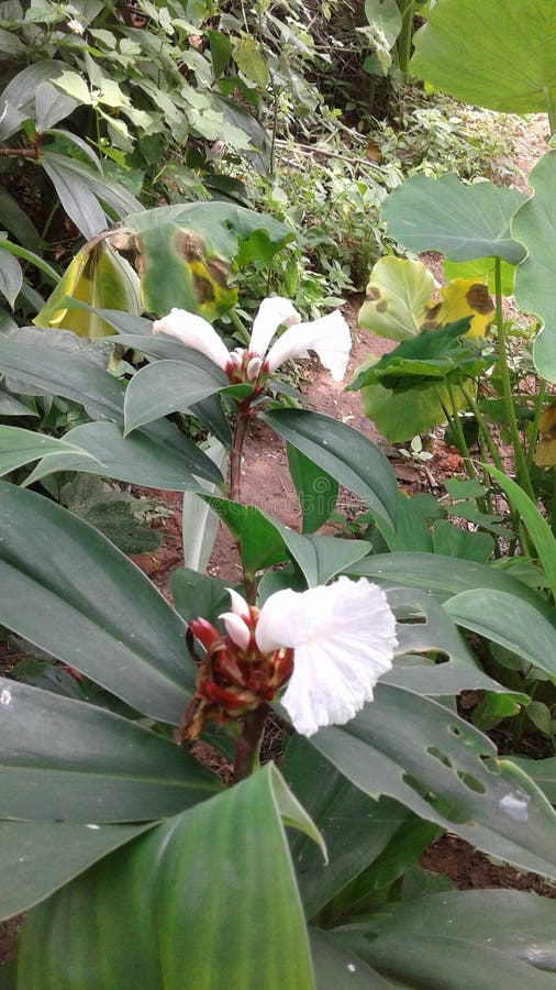 Keya stock image. Image of sweet, smiling, keya, flower - 94397131