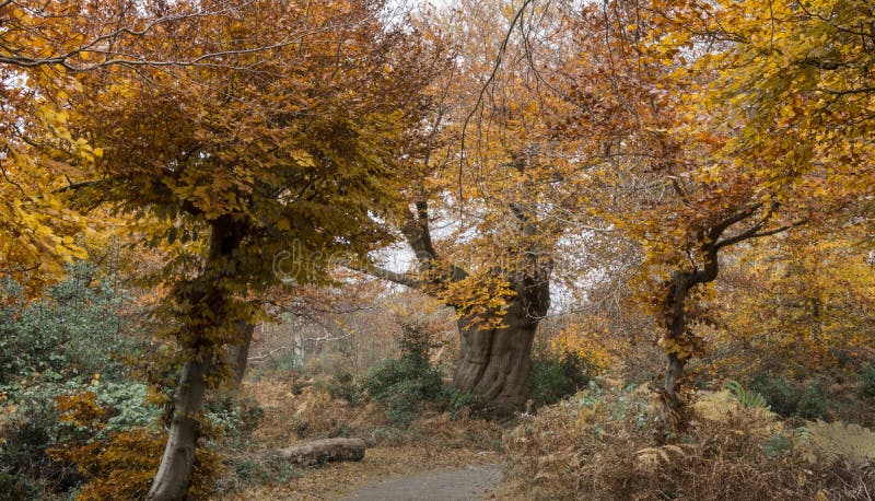 Beautiful Ancient Trees in Their Autumn Colors, Burnham Beeches ...