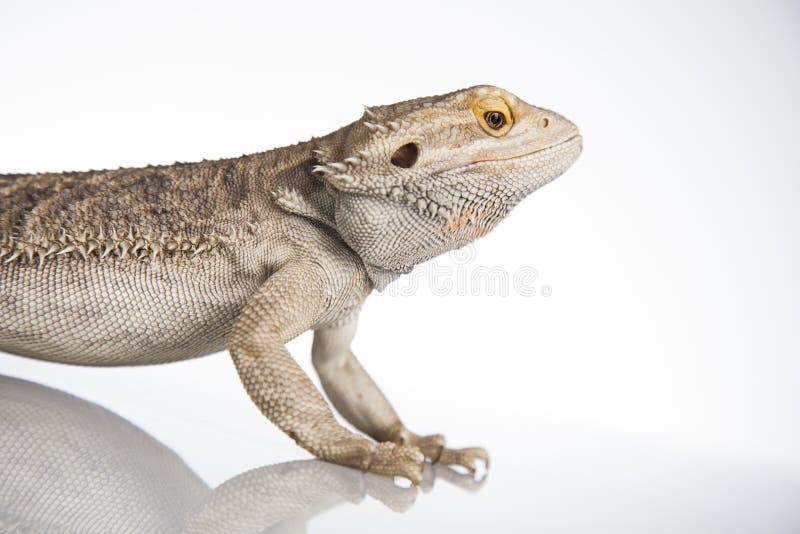 Lizard Bearded Dragon, Pet on White Background Stock Photo - Image of ...
