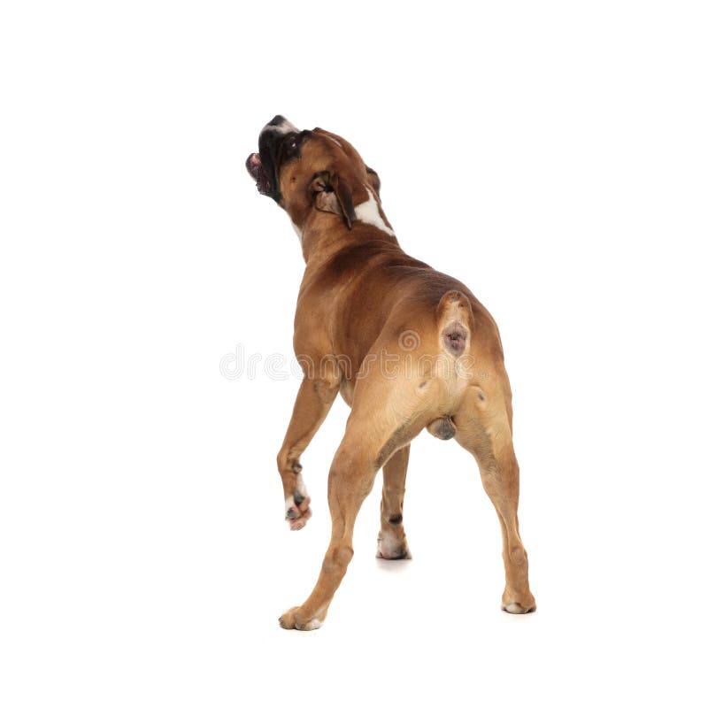 Beutiful Boxer Captured from Behind Stock Photo - Image of legs, feet ...