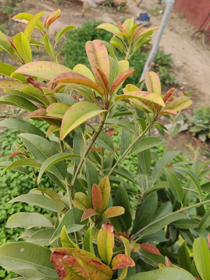 Beutiful Chiku Trees Garden Indian Stock Photo - Image of park, farmers ...
