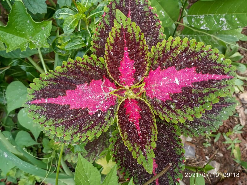 Beutiful Col Stock Photos - Free & Royalty-Free Stock Photos from ...