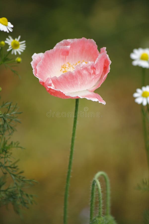 Beutiful danger stock photo. Image of dangerous, flying - 49046752