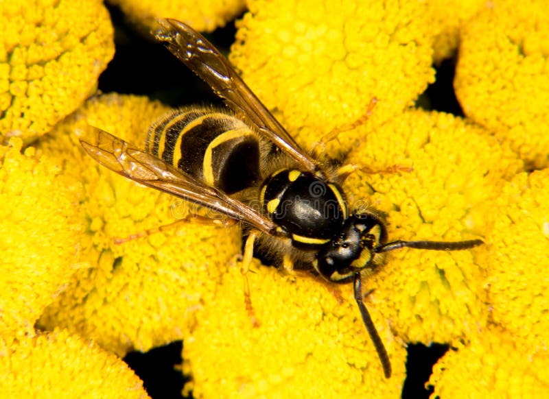 Beutiful and Dangerous Wasp Stock Image - Image of insect, vulgaris ...