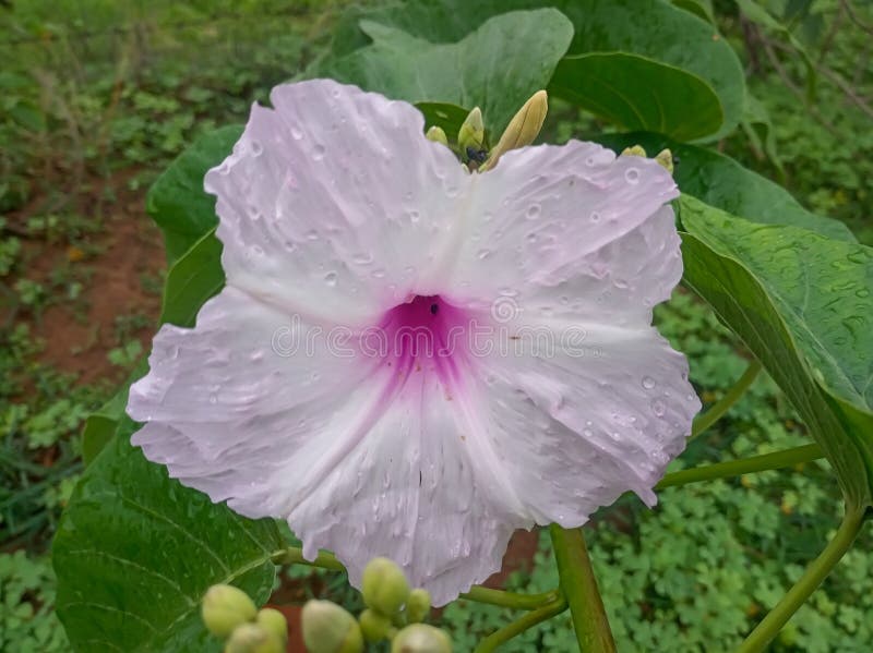 Ipomoea Carnea Behaya Leave Stock Image - Image of leaves, glory: 215221865