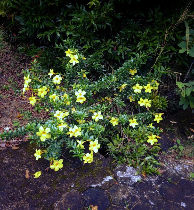 Beutiful Flower Very Cool Stock Photos - Free & Royalty-Free Stock ...