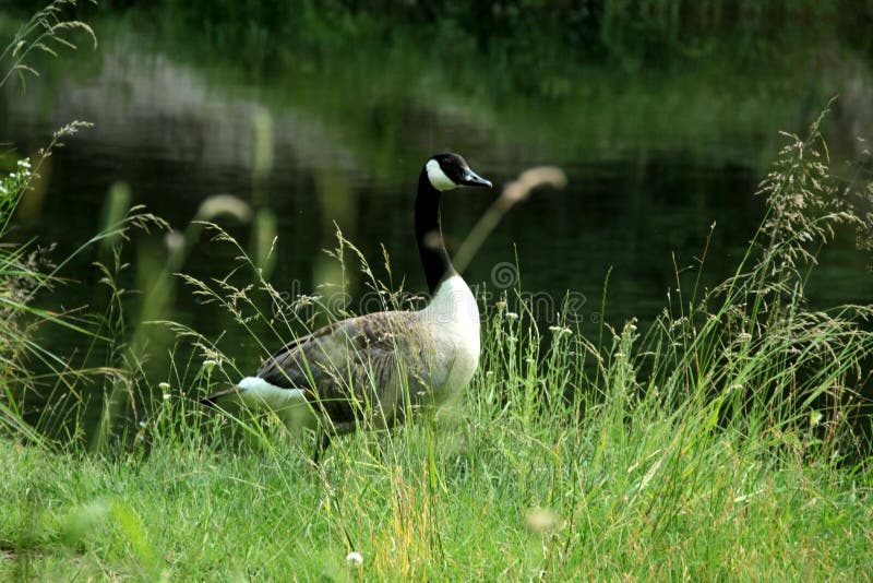 Beutiful Friendly Goose Stock Photos - Free & Royalty-Free Stock Photos ...