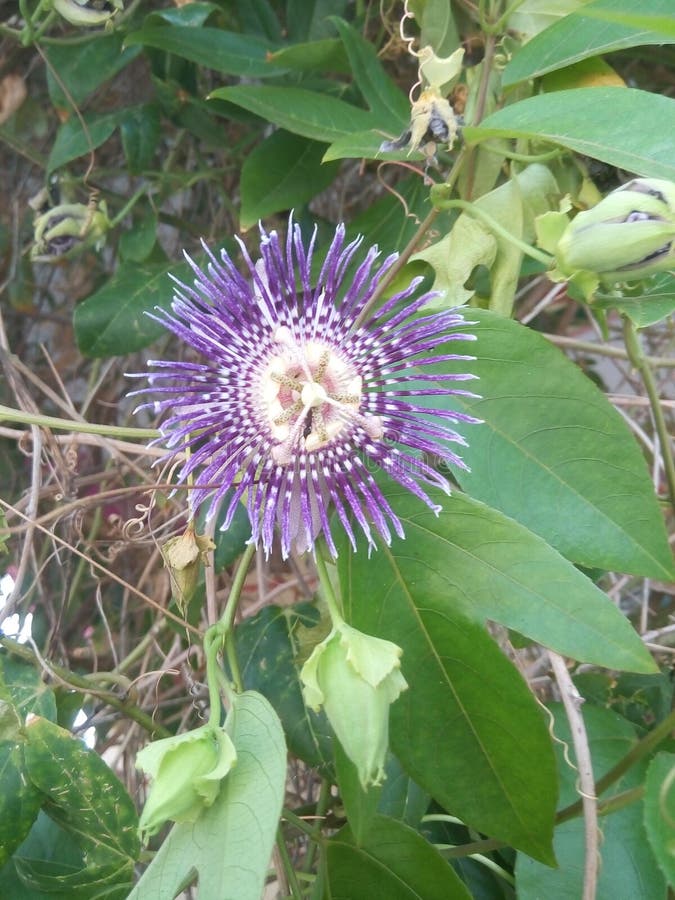 Purpul Colors Stock Photos - Free & Royalty-Free Stock Photos from ...