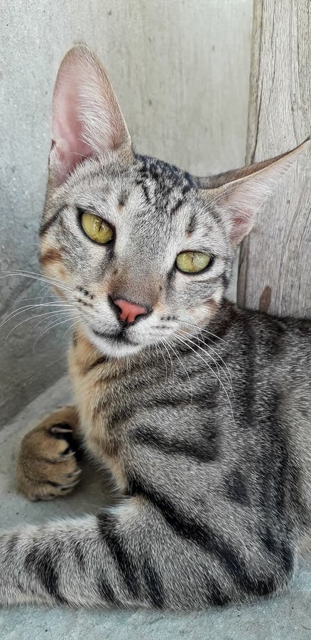 A Beutiful Greyish Cat Looking Forward Stock Photo - Image of nose ...