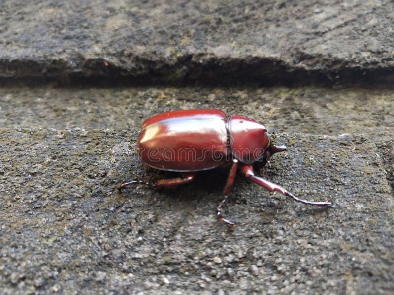 Beautiful insect in bali stock image. Image of bali - 222835041