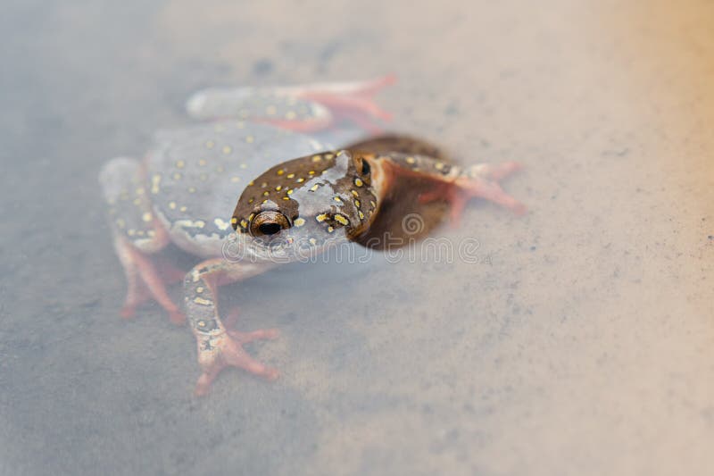 Beutiful little creature stock image. Image of black - 28783593