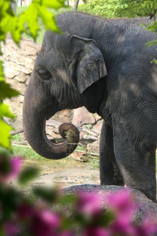A Beutiful Picture of an Elephat Stock Image - Image of pure, animal ...