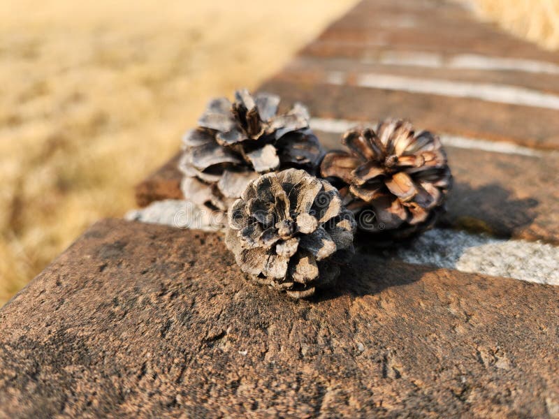 Beutiful pine flower stock photo. Image of autumn, beutiful - 273763974