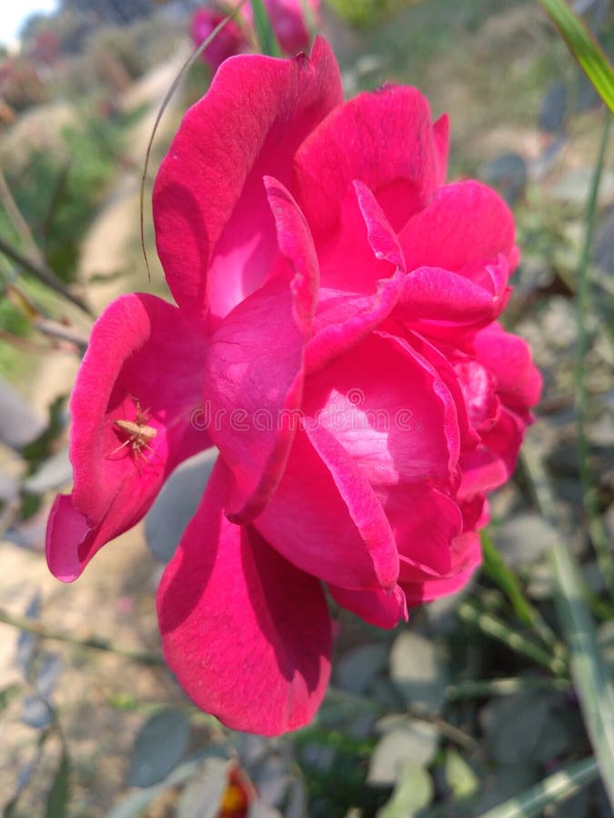 Beutiful red rose stock photo. Image of sign, dahlia - 135524176