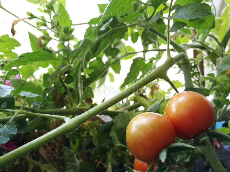 Beutiful red tomato stock image. Image of beutiful, vegetable - 131799751
