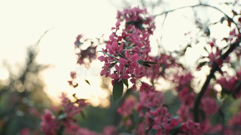 Beutiful Spring Flower Cherry or Sakura Tree Branch Blossom Sunset ...