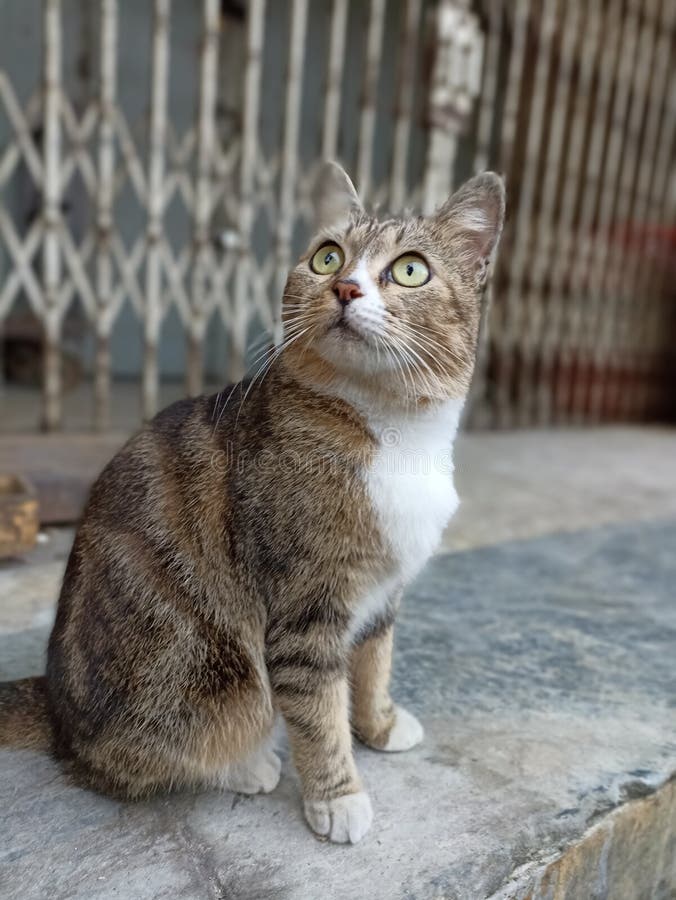 Beautiful Cat Indonesia West Java Stock Photo - Image of west ...