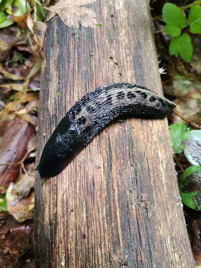 Beuty slug on tree stock image. Image of animal, wildlife - 264430025