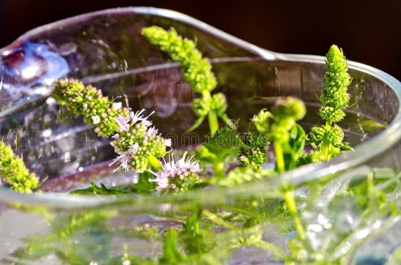 Bevanda della menta immagine stock. Immagine di chiusura - 33057803
