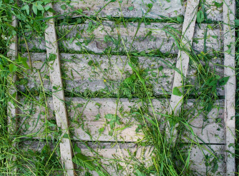Beveled Fresh Green Grass on Wooden Board Floor Stock Image - Image of ...