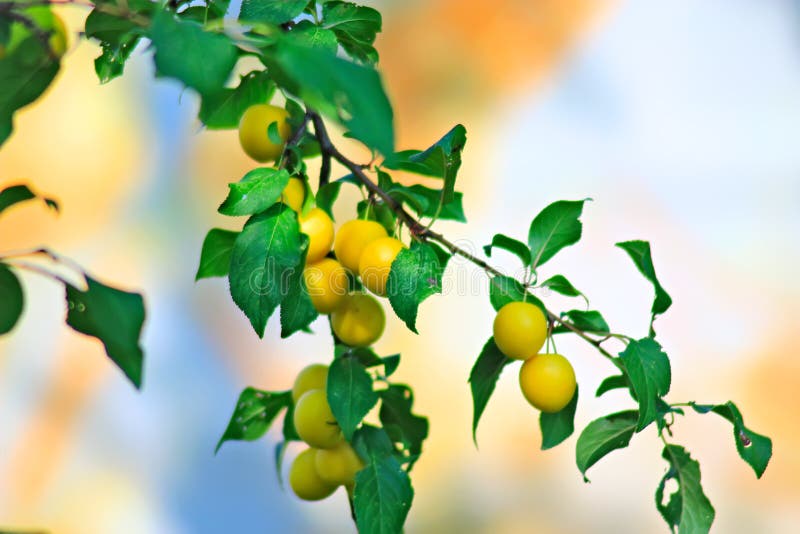 Beveled Haystack, Summer, Straw Wrapped on the Field Stock Photo ...