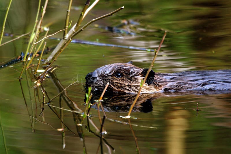 Bever stock afbeelding. Image of bever, vijver, stok - 12255417