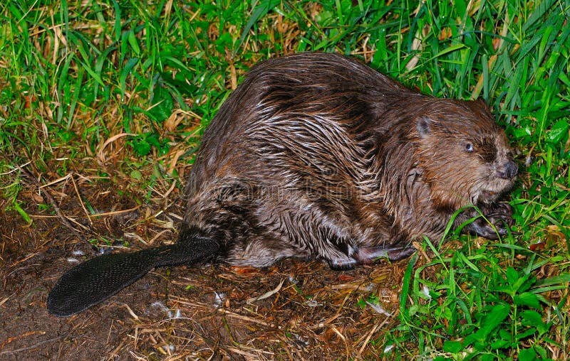 Bever stock foto. Image of vezel, kust, zeldzaamheid - 15801280