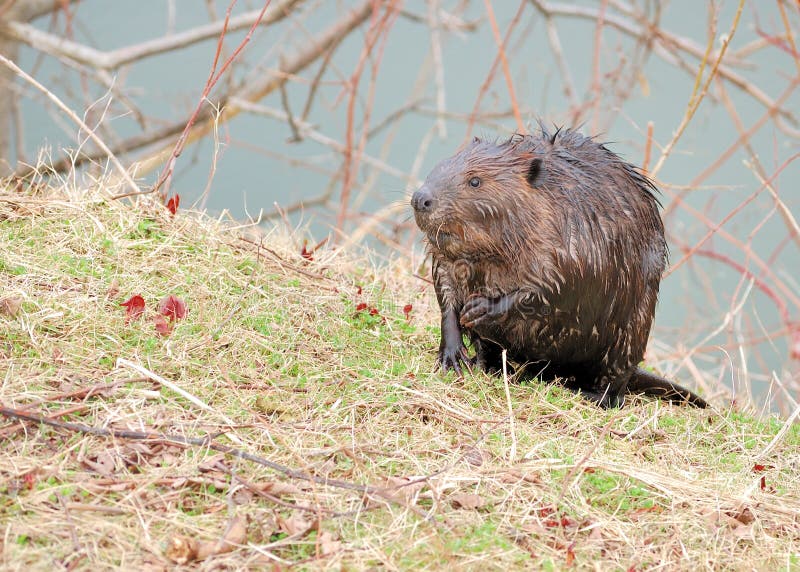 Bever in in openlucht stock foto. Image of hoofd, lente - 98954326