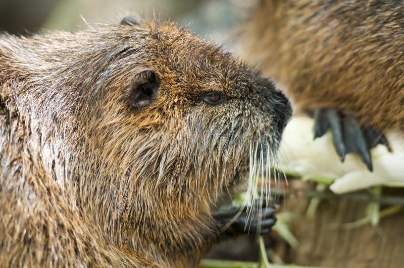 Bever stock foto. Image of slang, bakkebaarden, zoogdier - 19593344