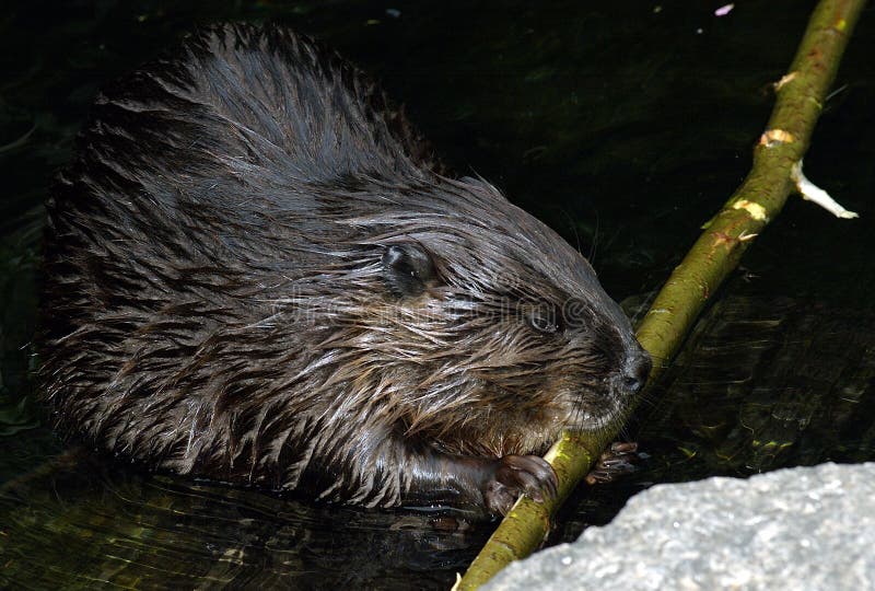 Bever Knaagt Aan Een Tak in Het Water Stock Afbeelding - Image of zwem ...