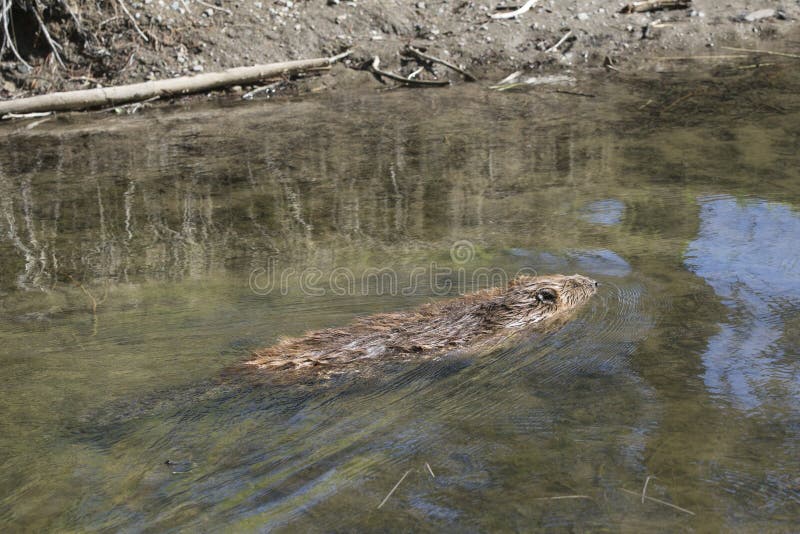 Bever die in water zwemmen stock foto. Image of knaagdier - 42693908