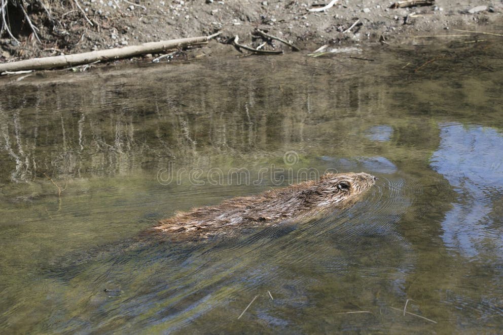 Bever die in water zwemmen stock foto. Image of knaagdier - 42693908