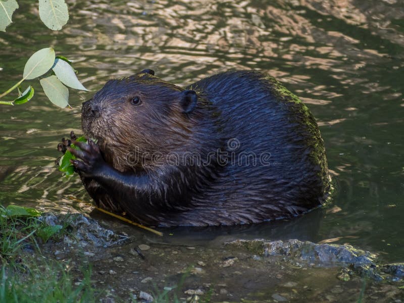 Noordamerikaanse Bever, Bevercanadensis, Die Voedsel Eten Stock ...