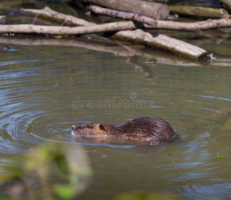 Bever in een dierentuin stock afbeelding. Image of amerika - 133608345