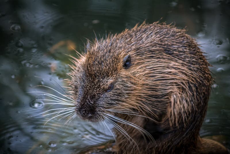 Bever stock photo. Image of limburg, gaiazoo, dierentuin - 131844922