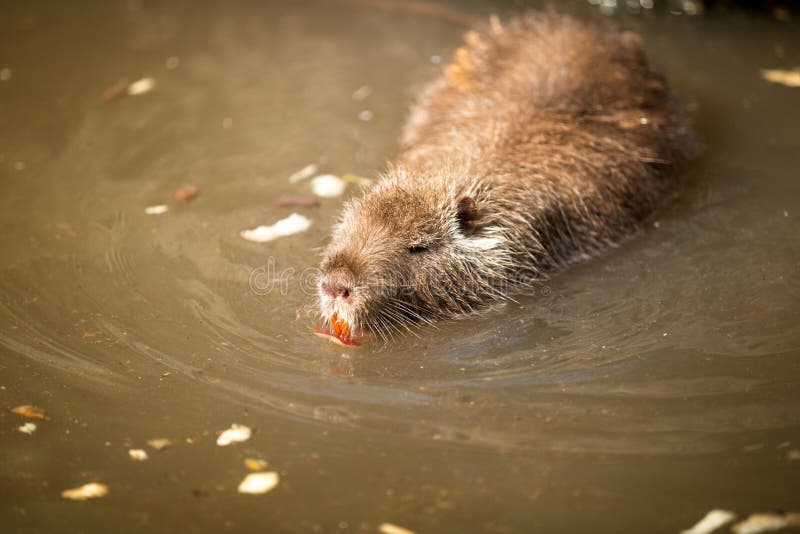 Zwemmende bever stock foto. Image of europees, bevers - 16245340