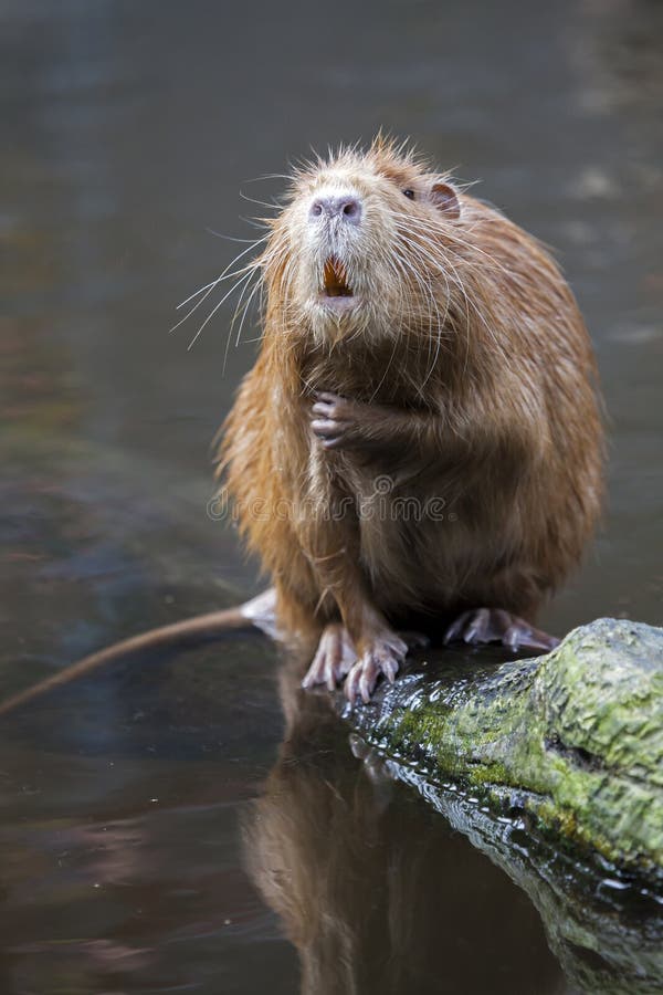 Bever rat stock image. Image of bever, mammal, water - 57115445