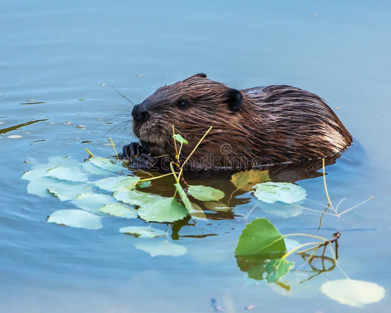 Babybever stock foto. Image of rand, bever, leuk, gevangene - 73614360