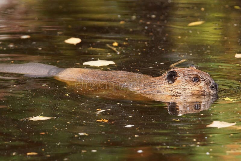 Zwemmende bever stock foto. Image of canada, fauna, park - 45211276