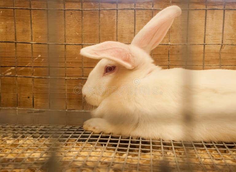 Beveren rabbit stock image. Image of pets, rabbit, eyes - 64141741