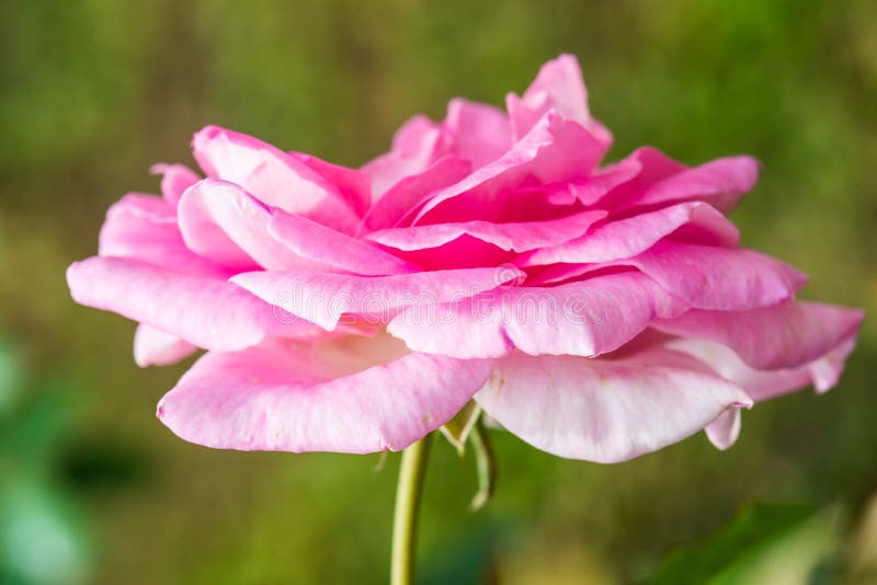 Beverly Rose or Pink Rose in Garden Stock Photo - Image of petal ...