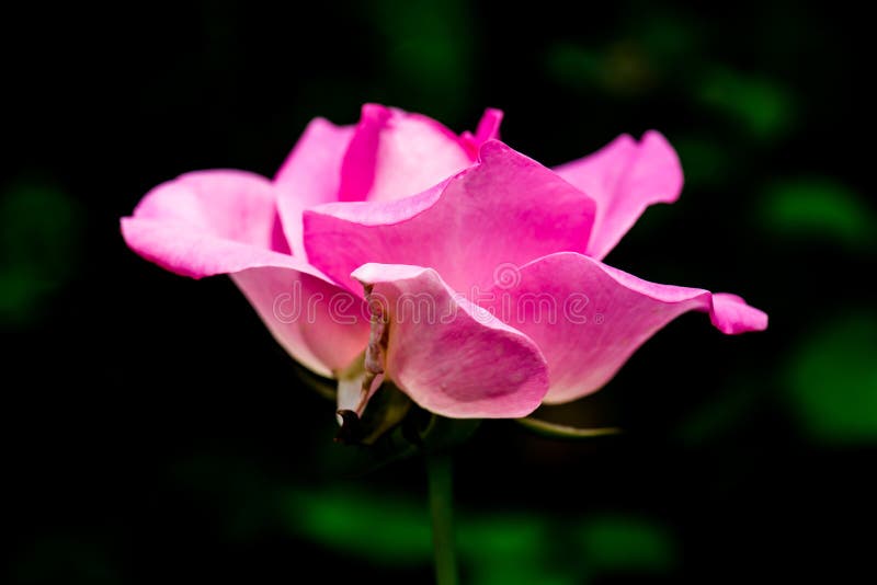 Beverly Rose or Pink Rose in Garden Stock Image - Image of light ...