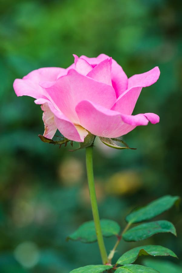 Beverly Rose or Pink Rose in Garden Stock Image - Image of macro ...